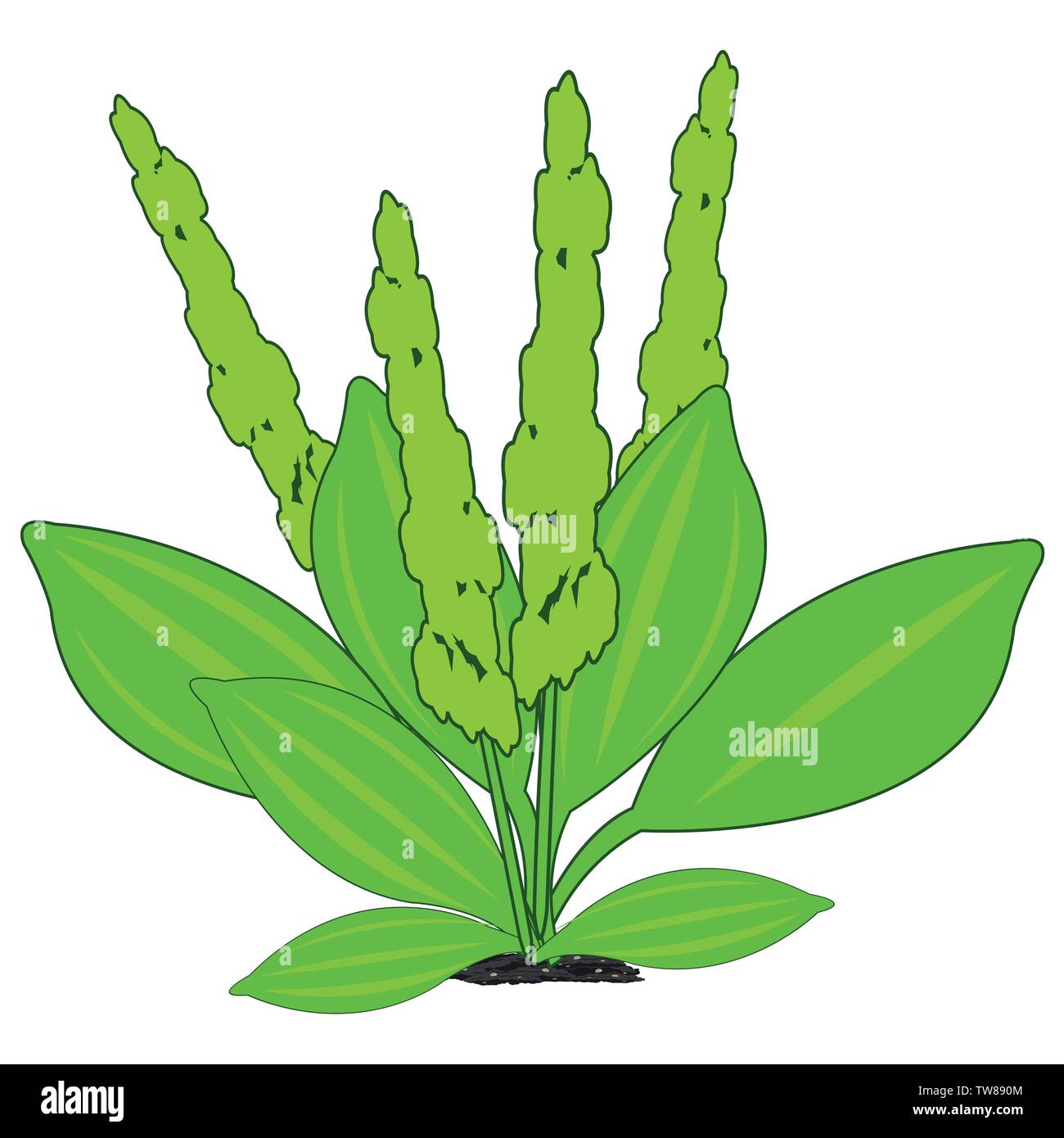Vector illustration of the useful plant plantain Stock Vector Image ...