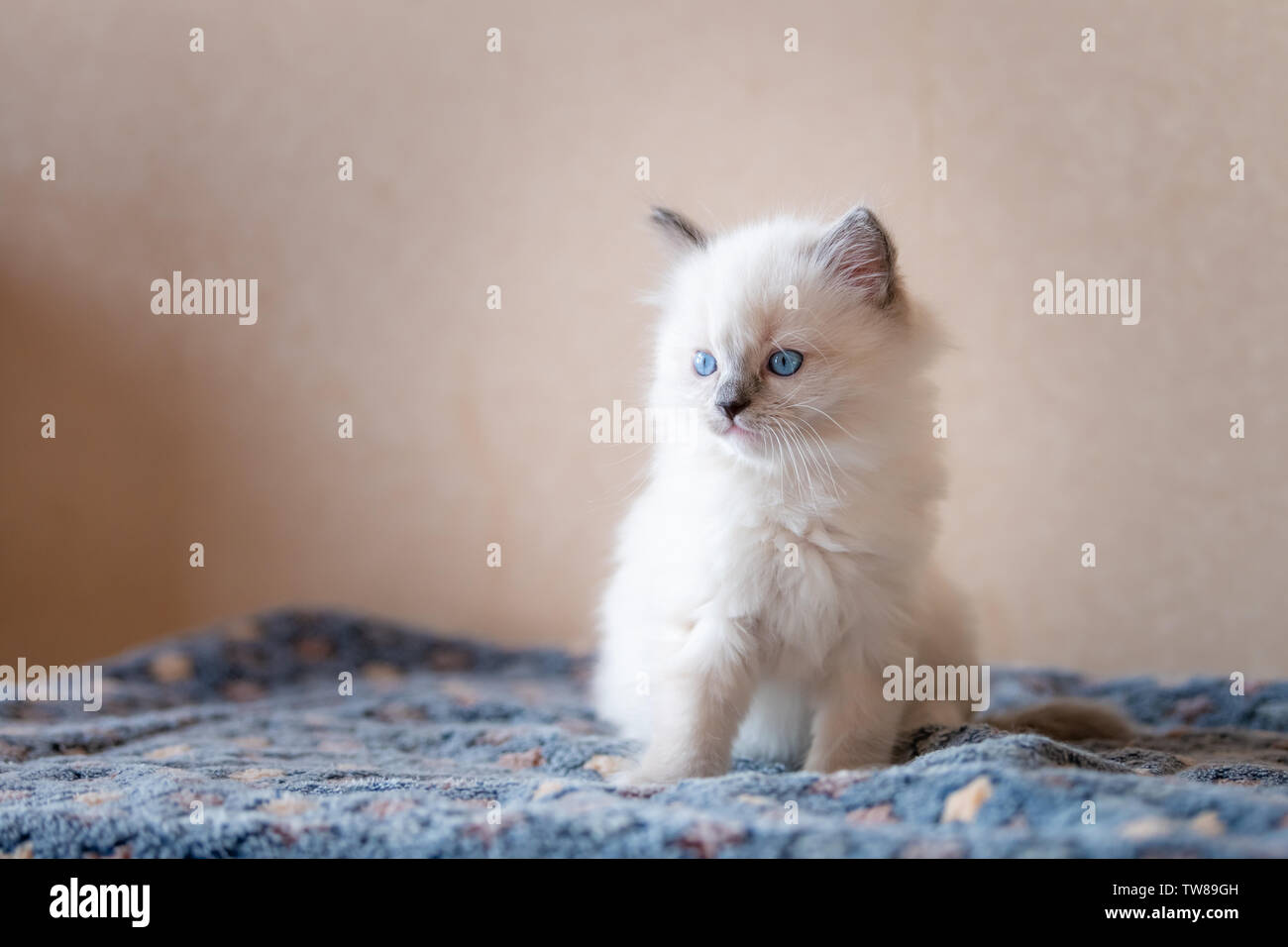 Seal Gloves, Pet Muppets, Cats, Milk Cats Stock Photo - Alamy