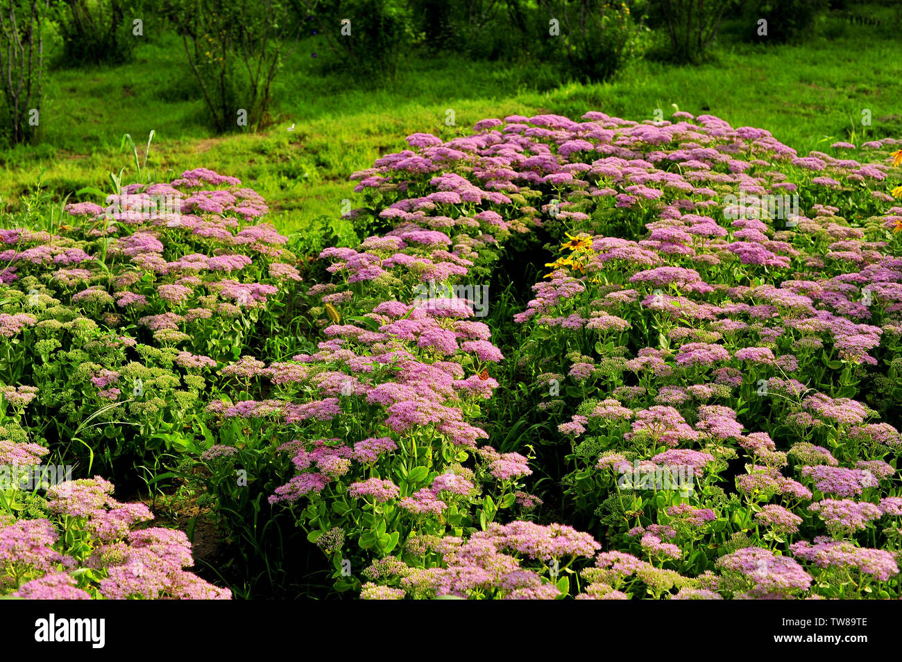 Red Jingtian flower picture Stock Photo - Alamy