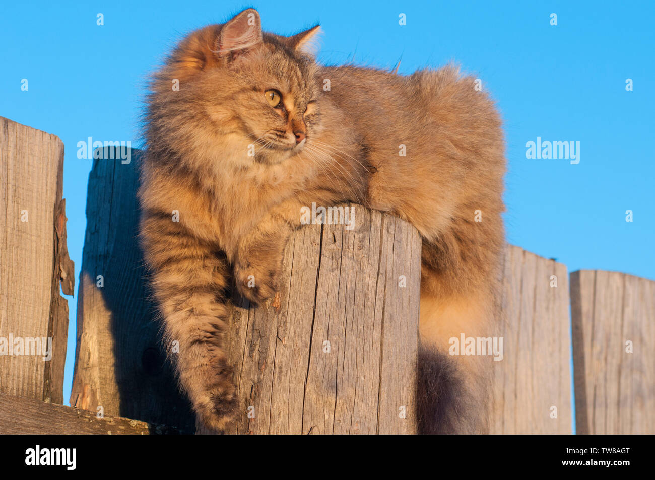 grey furry cat looking away against the blue sky Stock Photo - Alamy