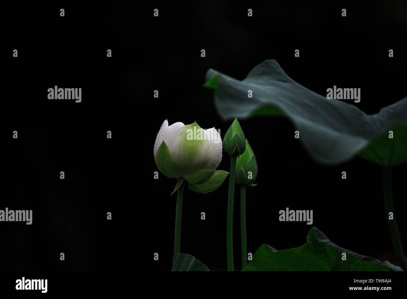 The delicate lotus flowers are showing their changeable posture ...