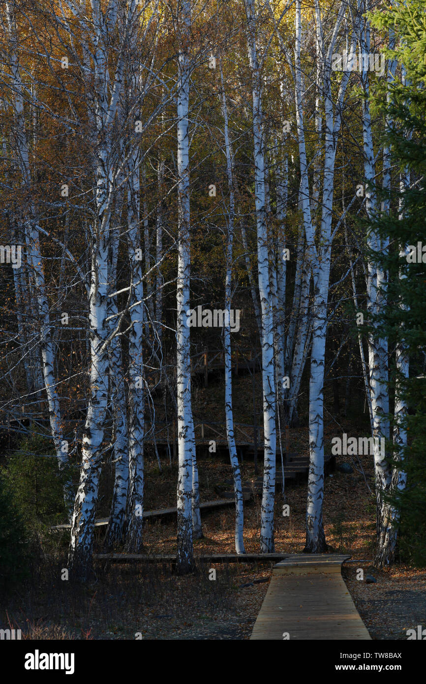 Autumn color of grasses Stock Photo - Alamy
