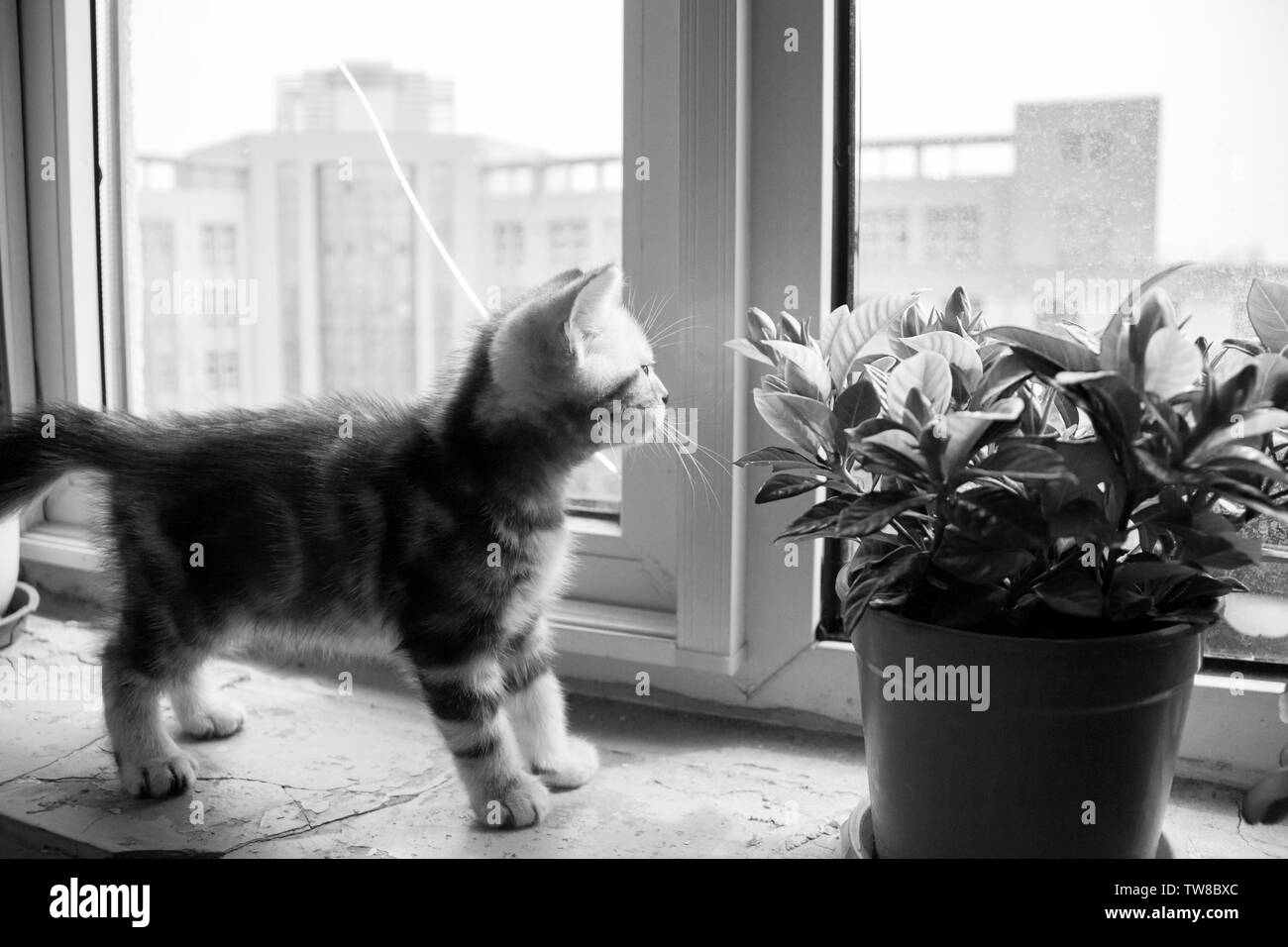 Short flowers Black and White Stock Photos & Images - Alamy