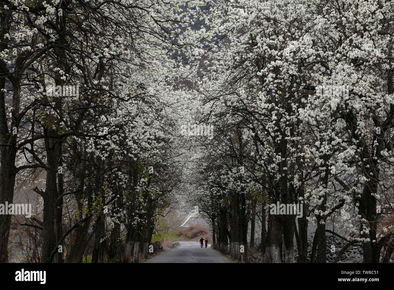 Post road pear flower Stock Photo - Alamy