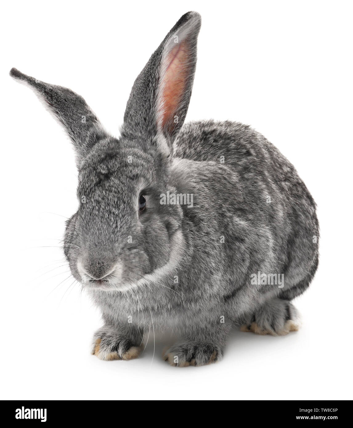 Adorable rabbit on white background Stock Photo - Alamy
