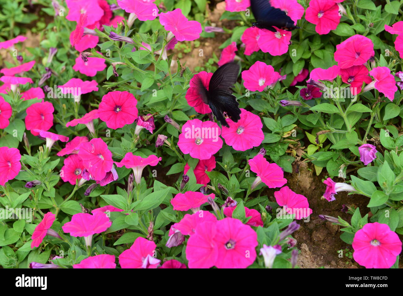 Potato lovers hi-res stock photography and images - Alamy