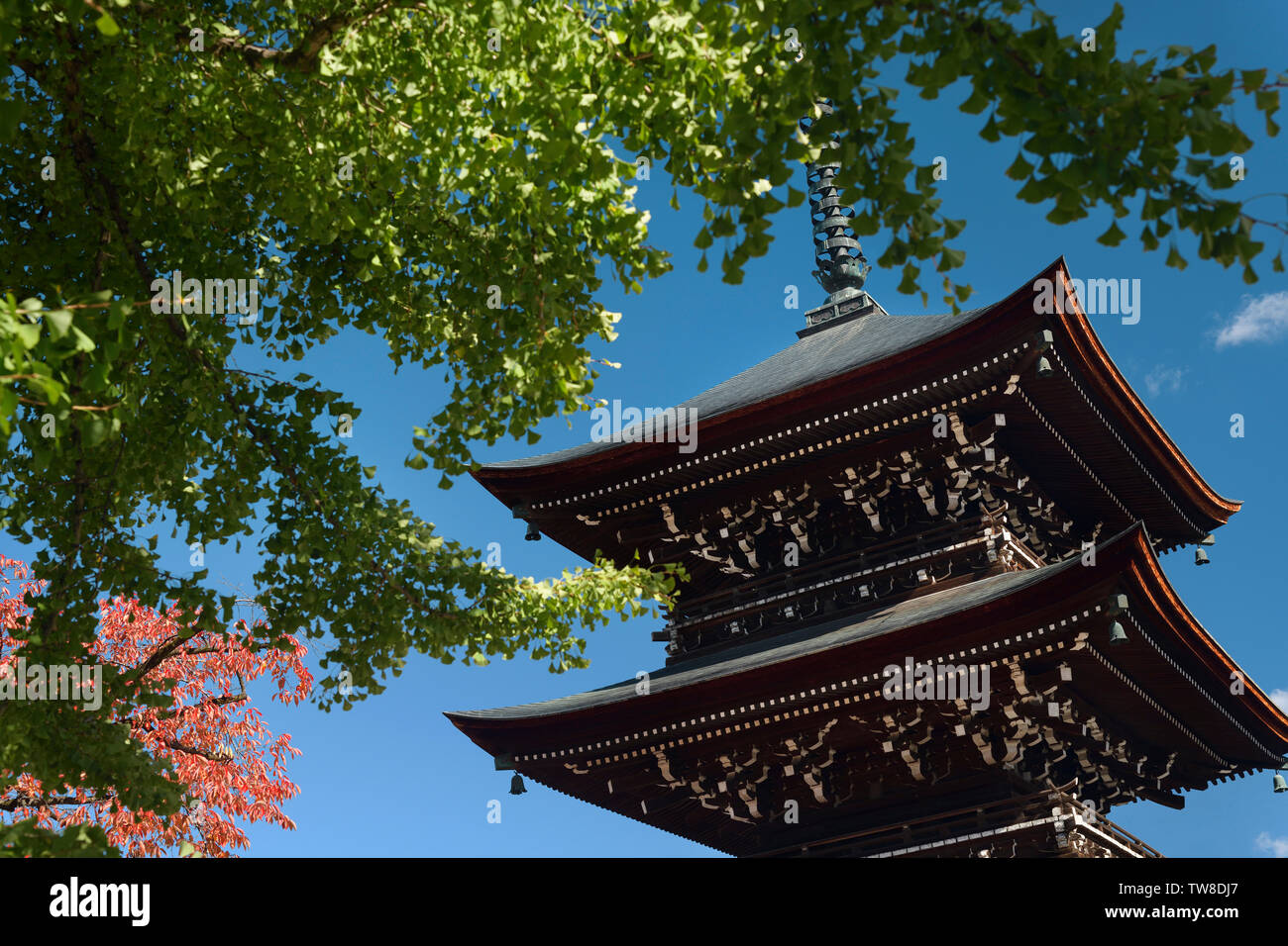 Ginko tree hi-res stock photography and images - Alamy