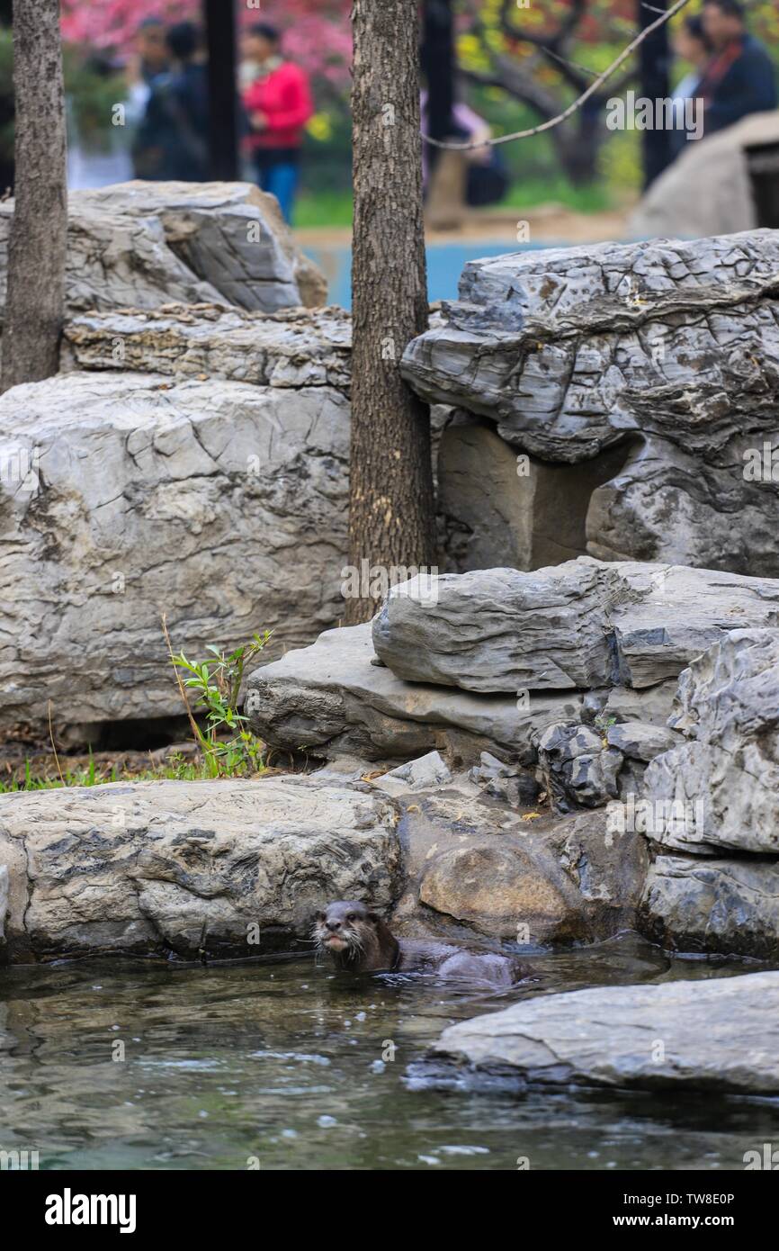 Everything revived, and the animals in the zoo ushered in spring Stock ...