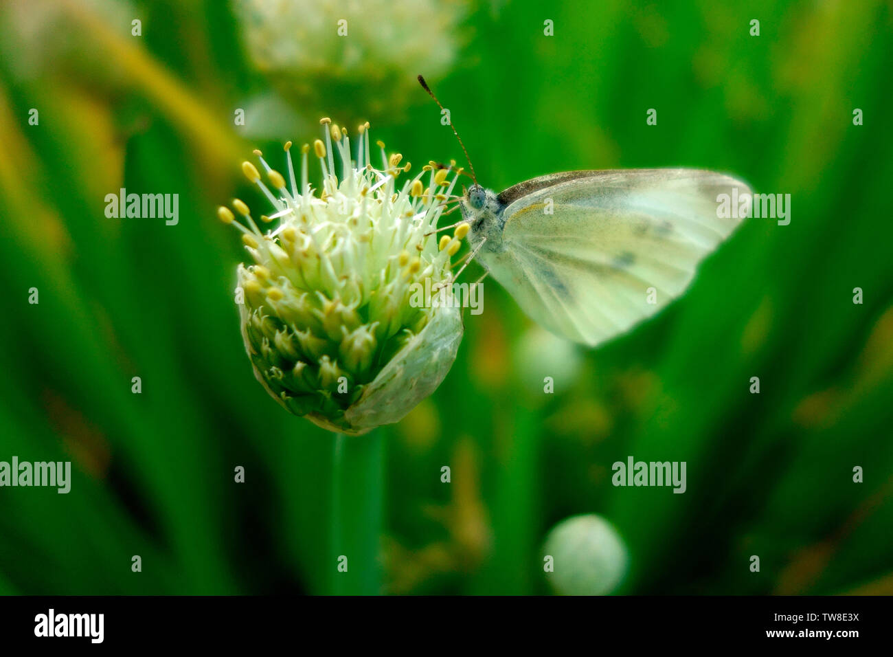 Onion and vegetable butterfly Stock Photo - Alamy