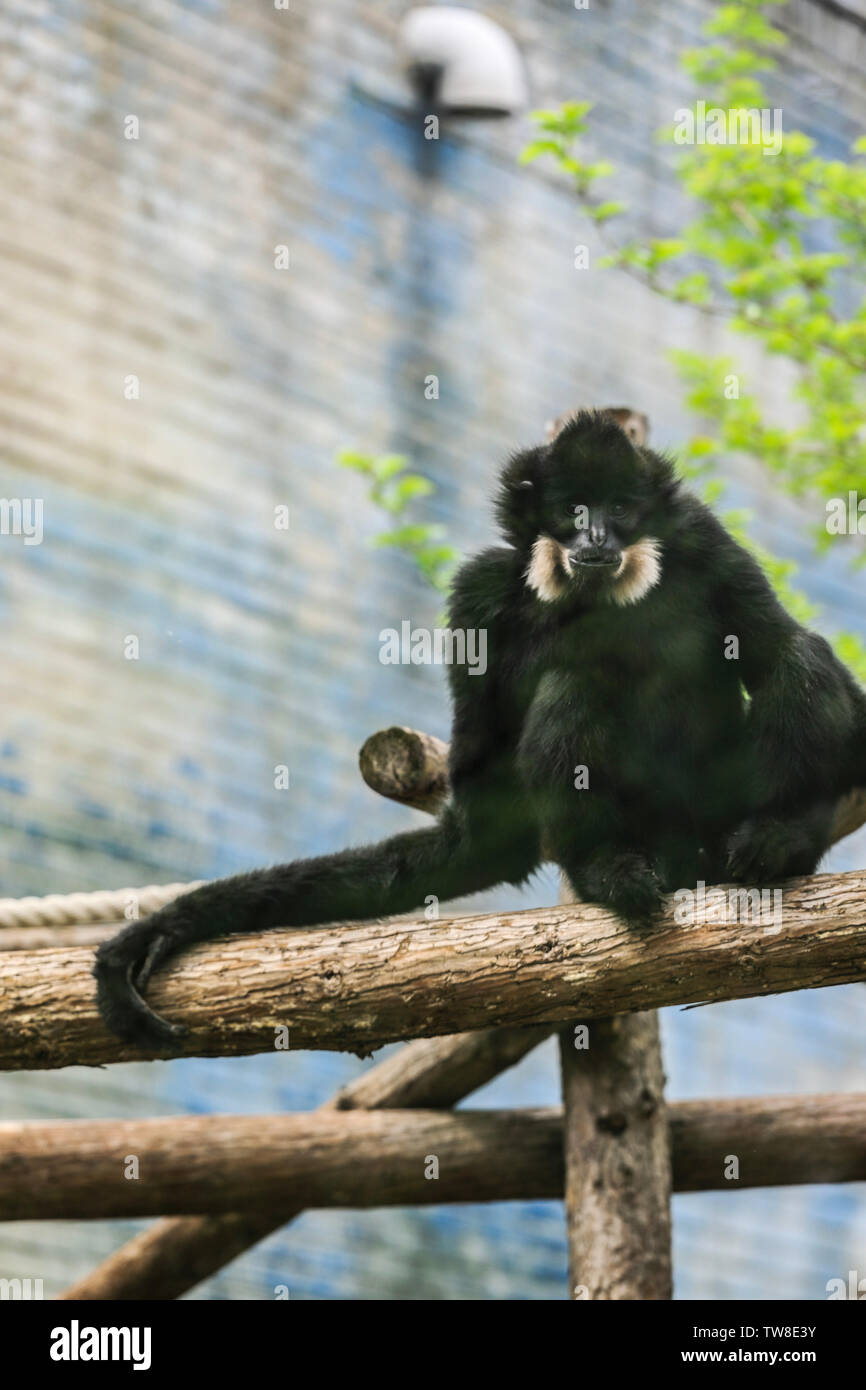 Everything revived, and the animals in the zoo ushered in spring Stock ...