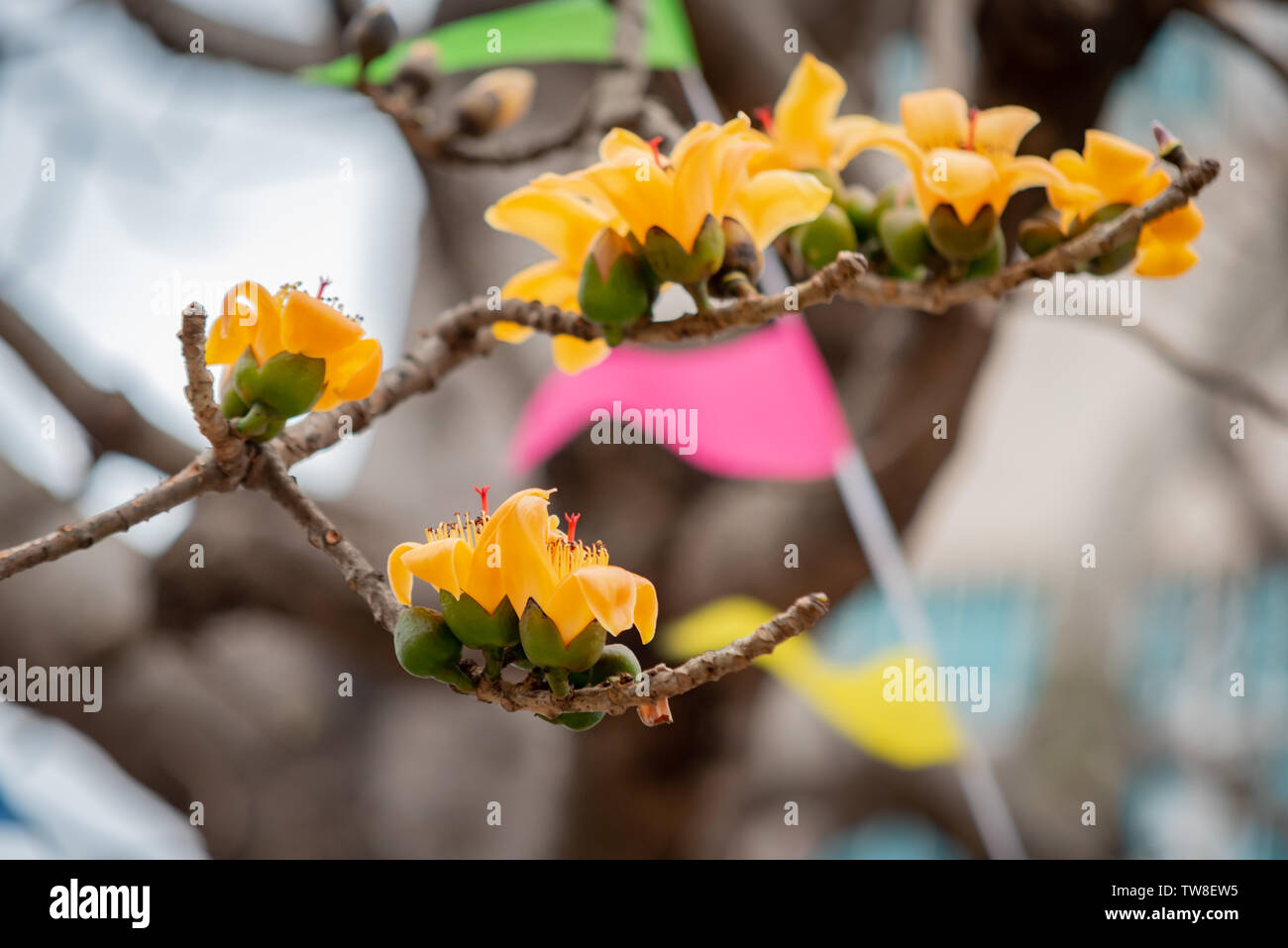 Kapok leaves fruits hi-res stock photography and images - Alamy