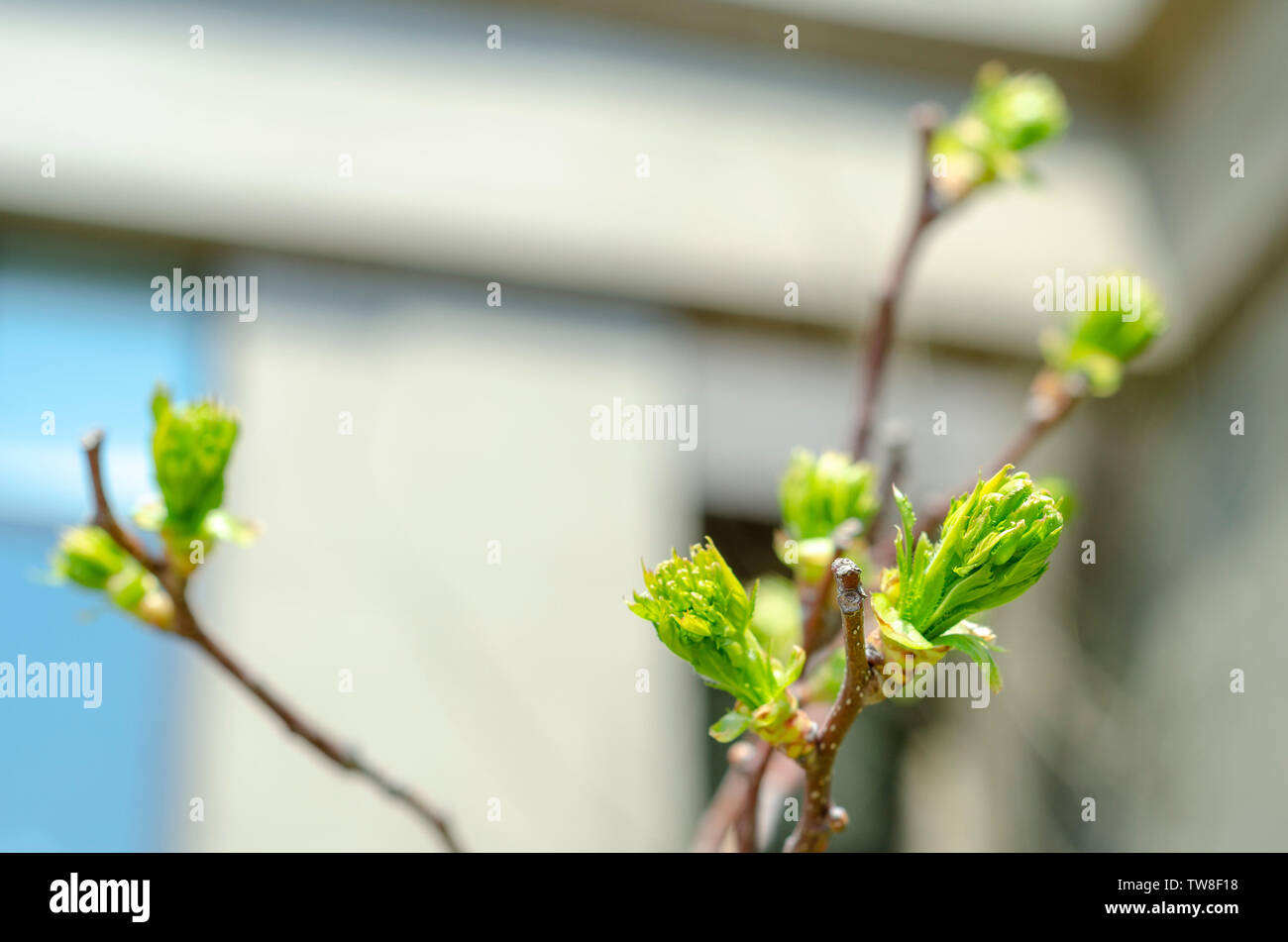 Newly sprouted plant hi-res stock photography and images - Alamy
