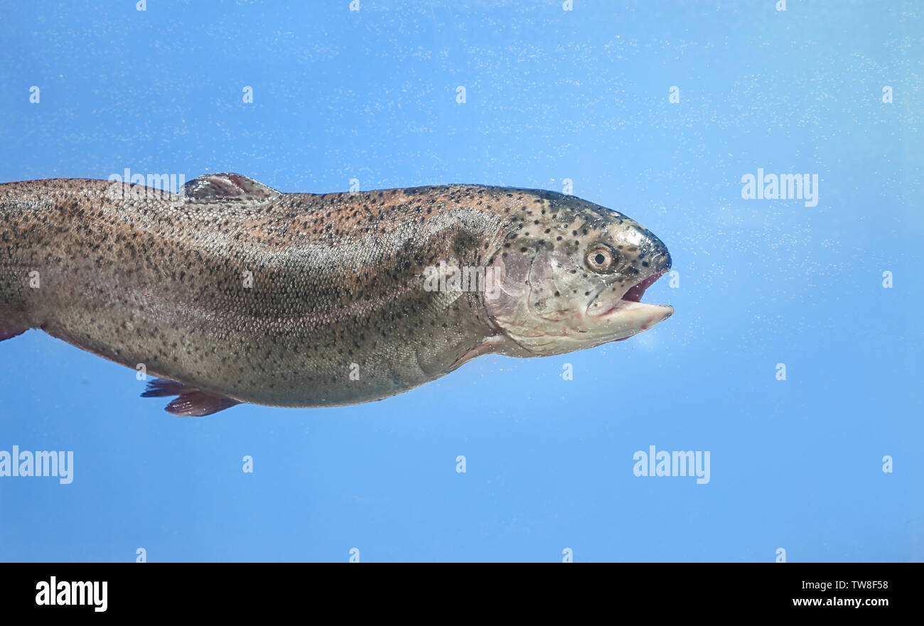 Rainbow trout swimming in water Stock Photo - Alamy