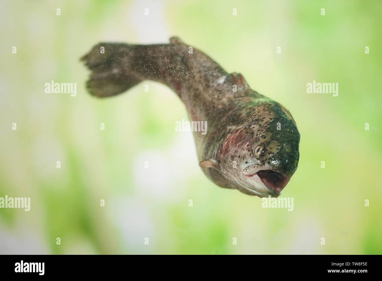 Rainbow Trout Aquarium High Resolution Stock Photography and Images - Alamy