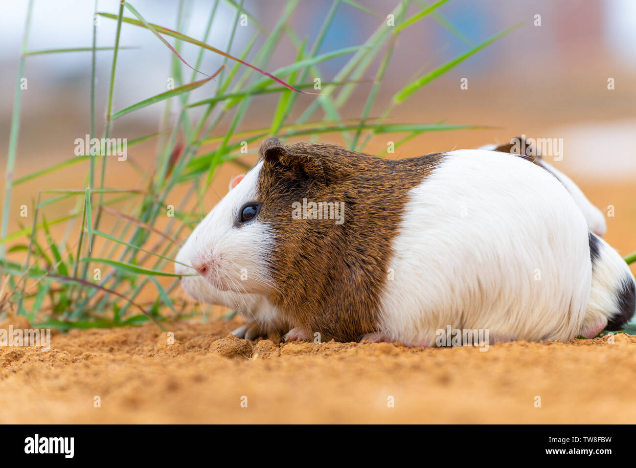 Three adorable guinea pigs in an outdoor clearing Stock Photo - Alamy