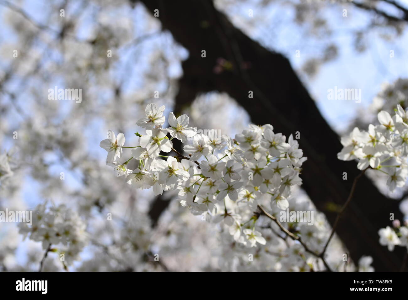 Peach blossom magnolia in spring Stock Photo - Alamy