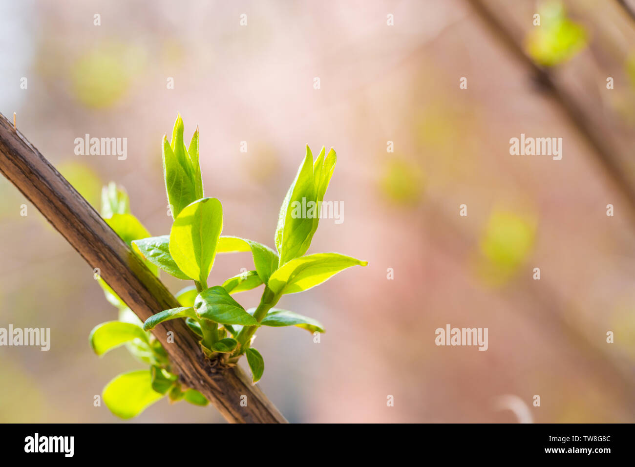 Spring sprouts, forehead branches, shoots Stock Photo - Alamy