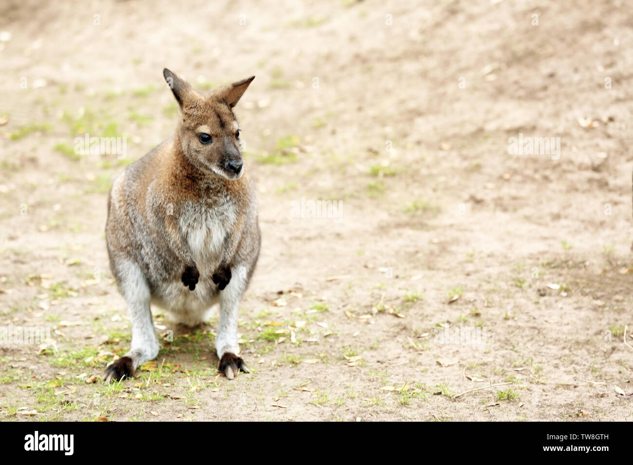 Funny kangaroo hi-res stock photography and images - Alamy