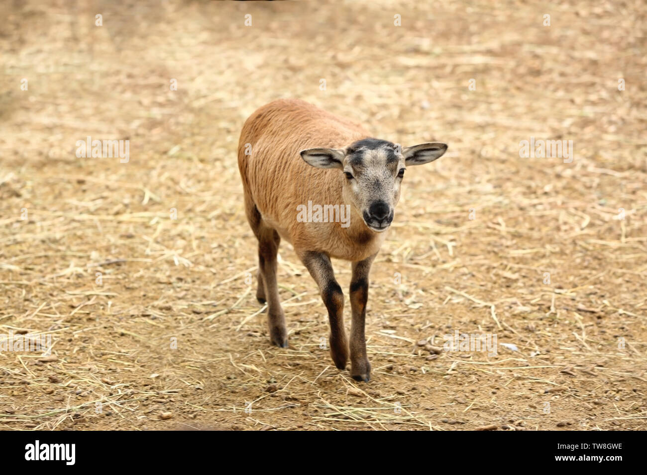 Cute lamb in farm yard Stock Photo - Alamy