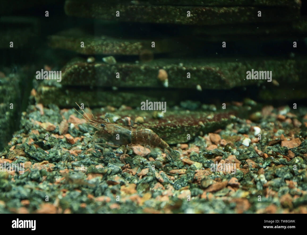 Small shrimp in aquarium Stock Photo - Alamy