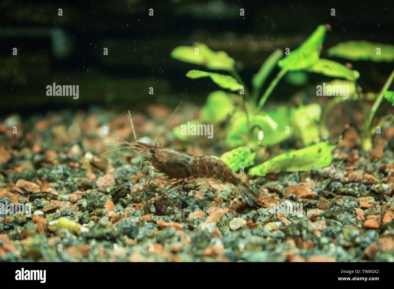 Small shrimp in aquarium Stock Photo - Alamy