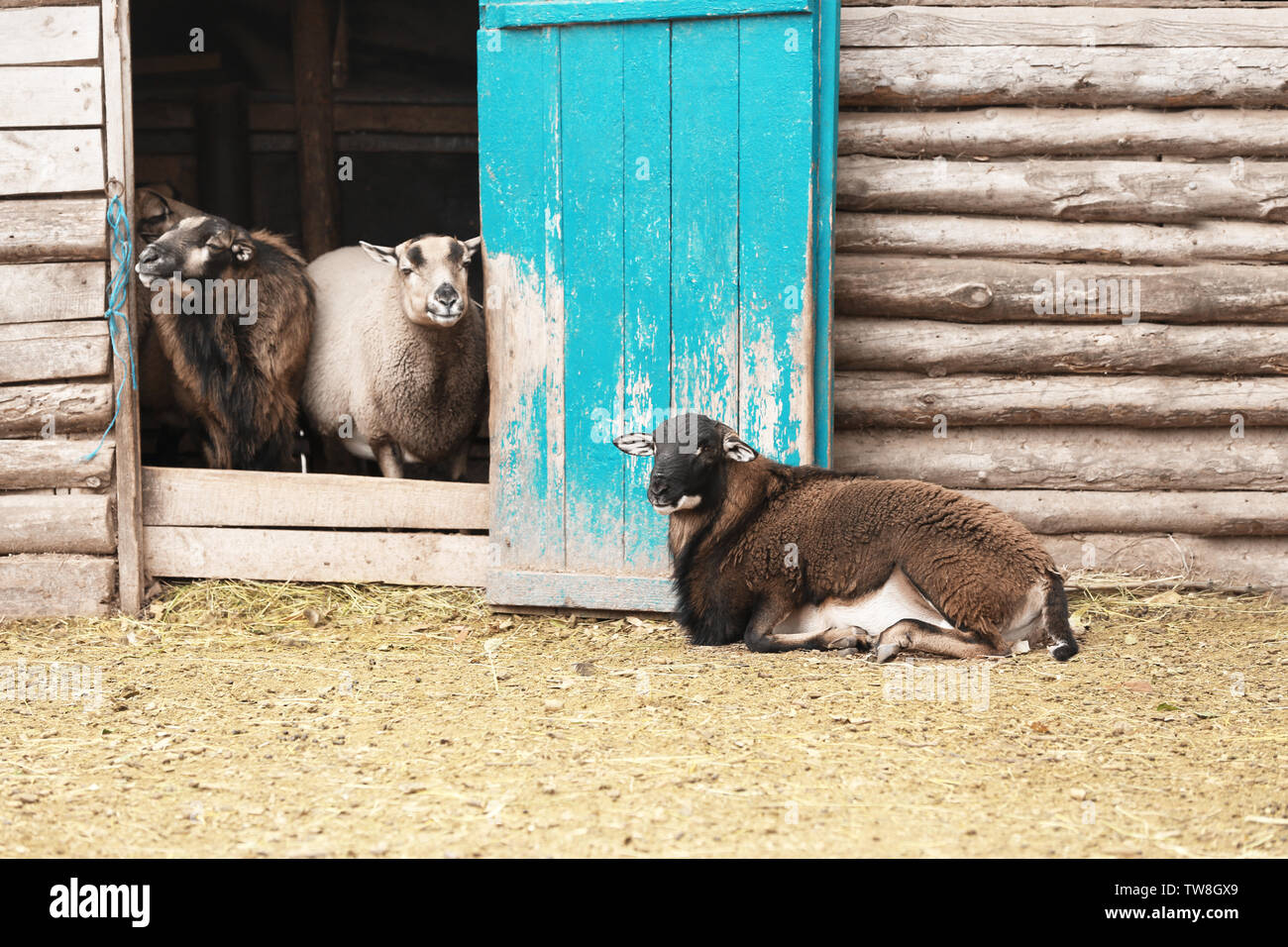 Sheep in the yard hi-res stock photography and images - Alamy