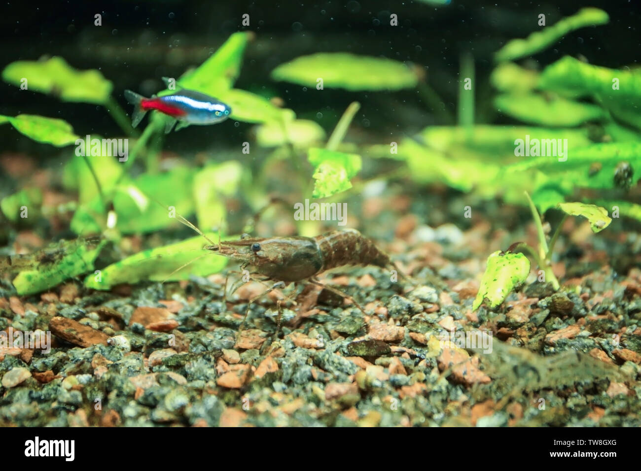 Small shrimp in aquarium Stock Photo - Alamy