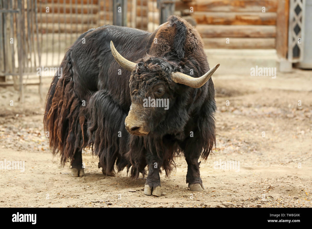 Cute yak in zoological garden Stock Photo - Alamy