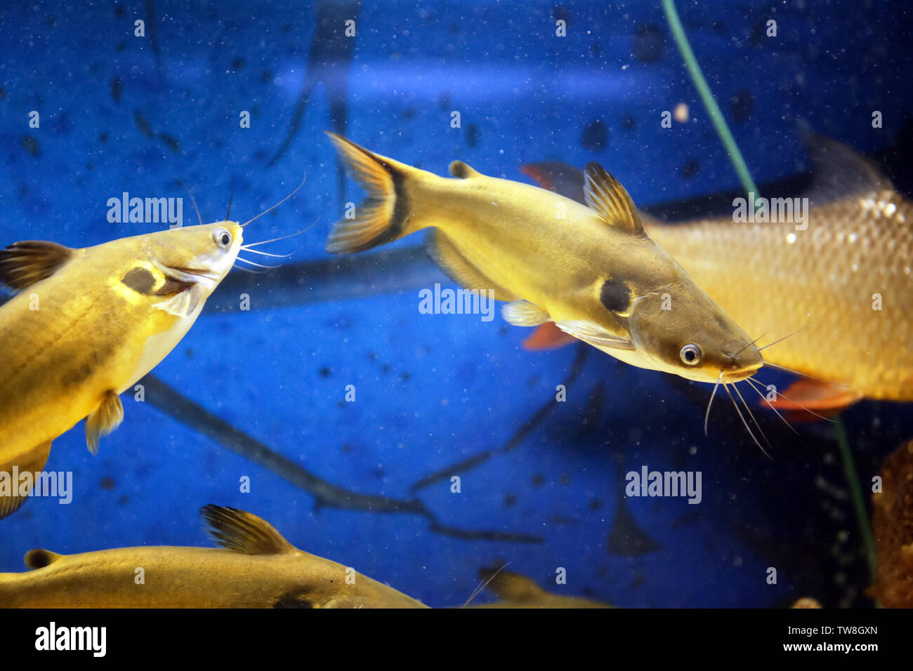Freshwater fishes in aquarium Stock Photo - Alamy