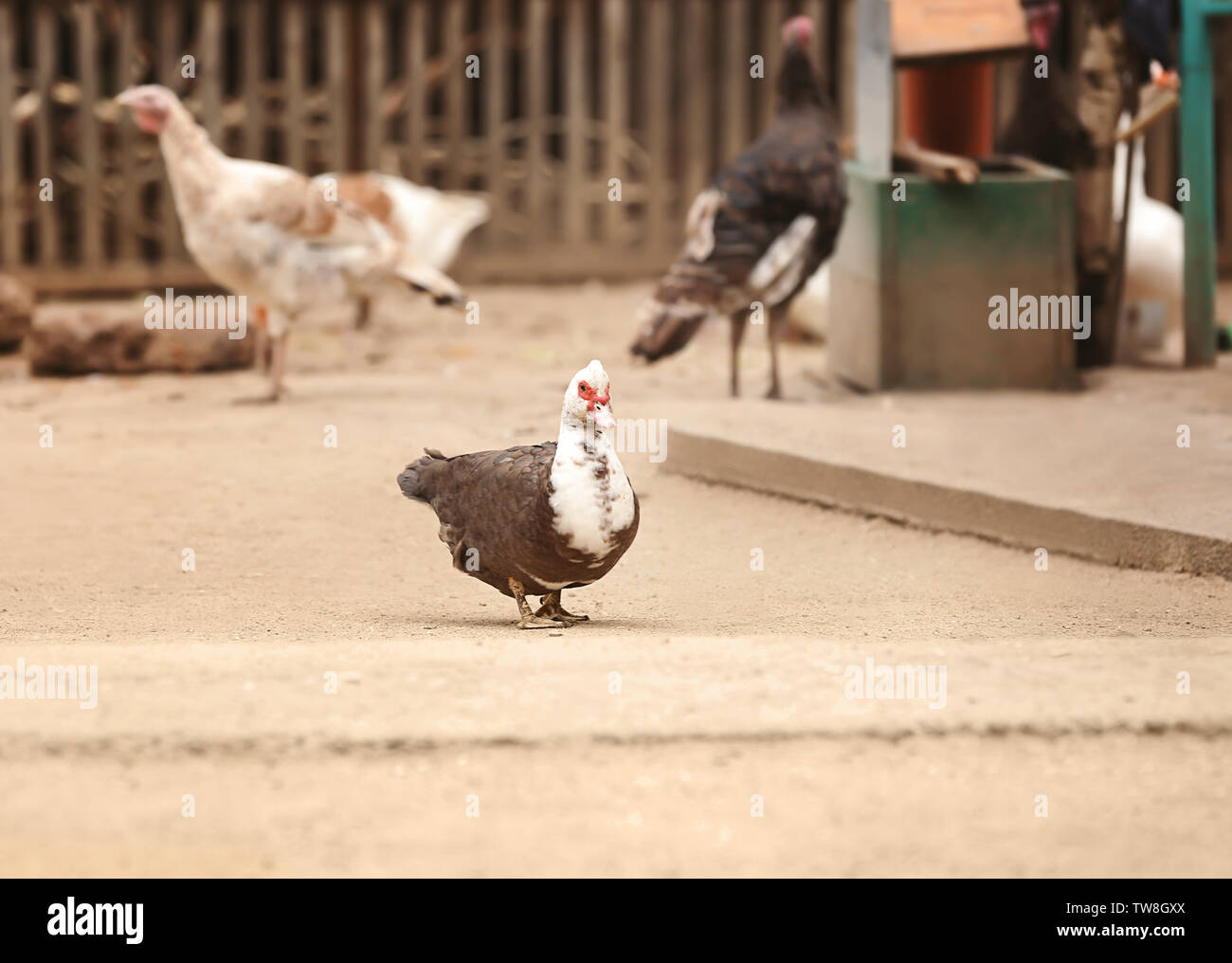 Cute muscovy duck in poultry yard Stock Photo - Alamy