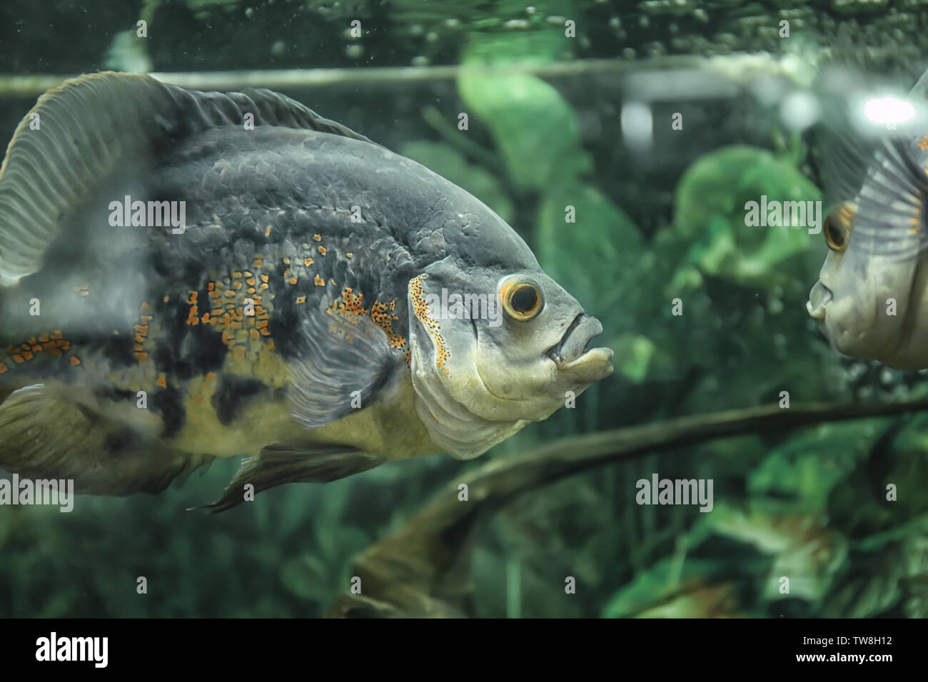 Freshwater fish in aquarium Stock Photo - Alamy