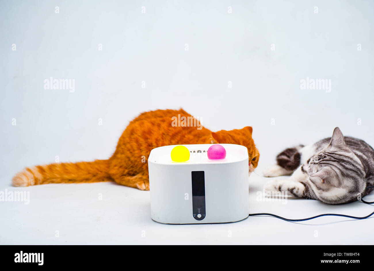 cat, pet, cat, animal, sprouting Stock Photo - Alamy