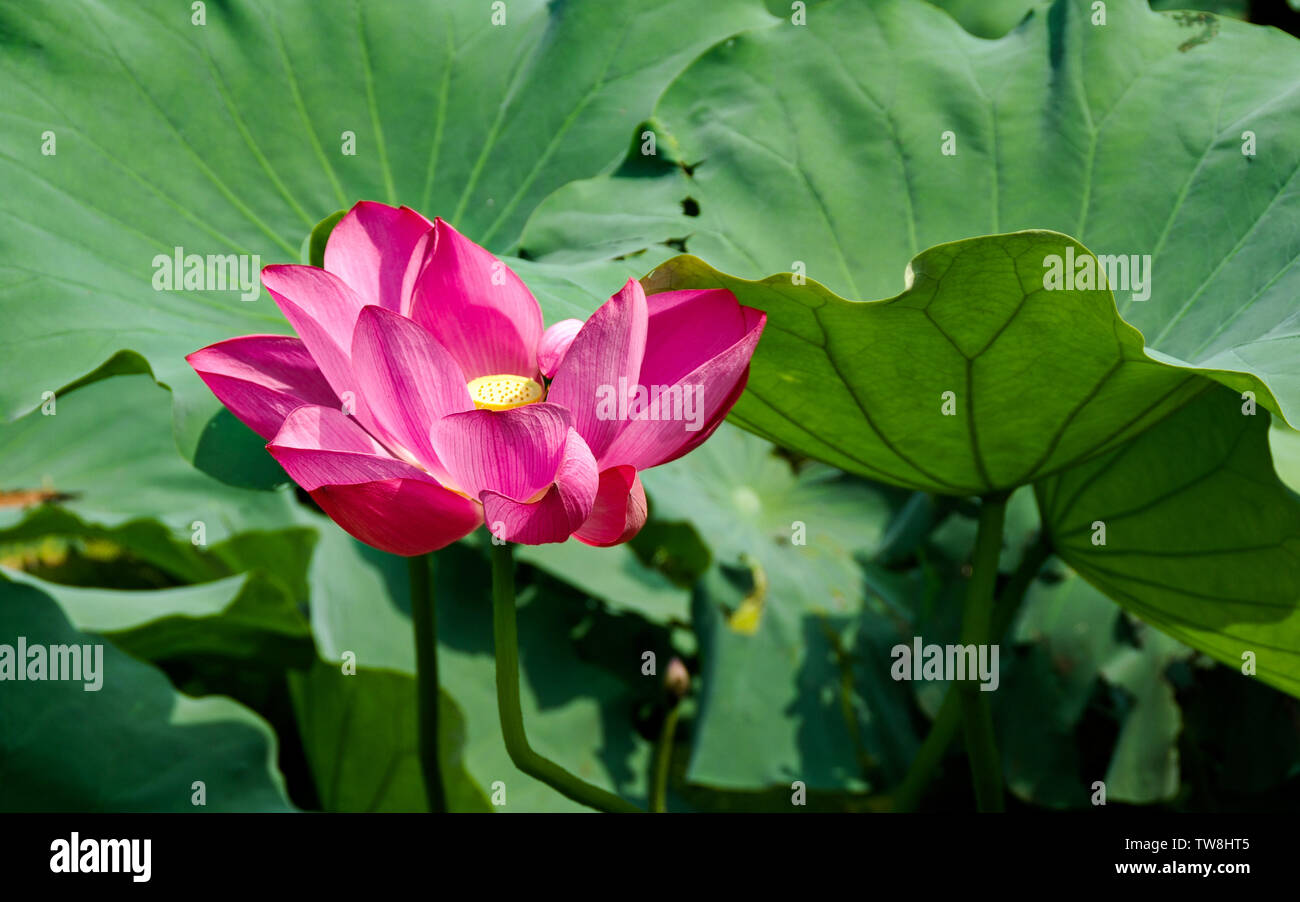 Summer lotus in foreign countries hi-res stock photography and images ...