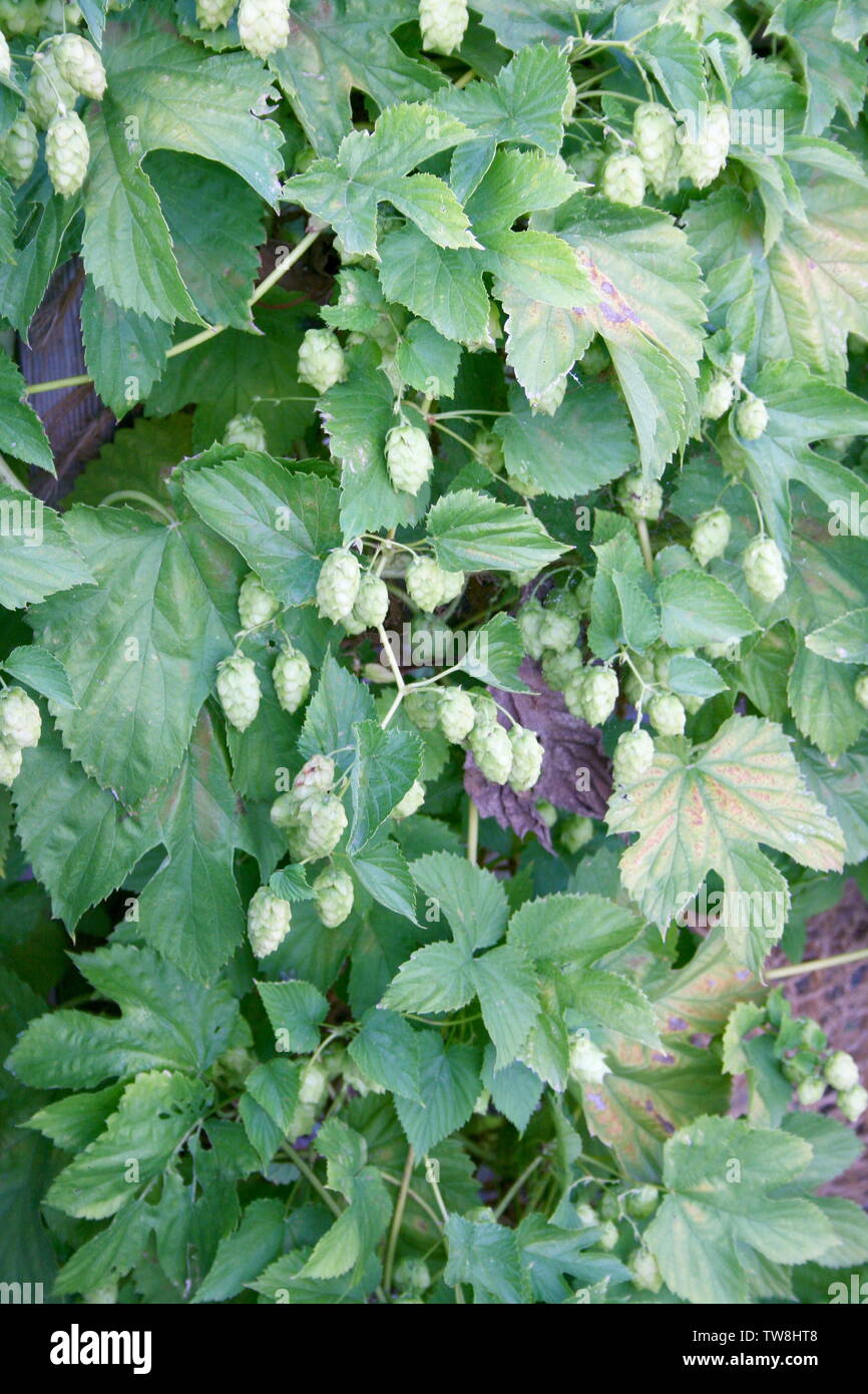 The umbels of a hop plant (Humulus Stock Photo - Alamy