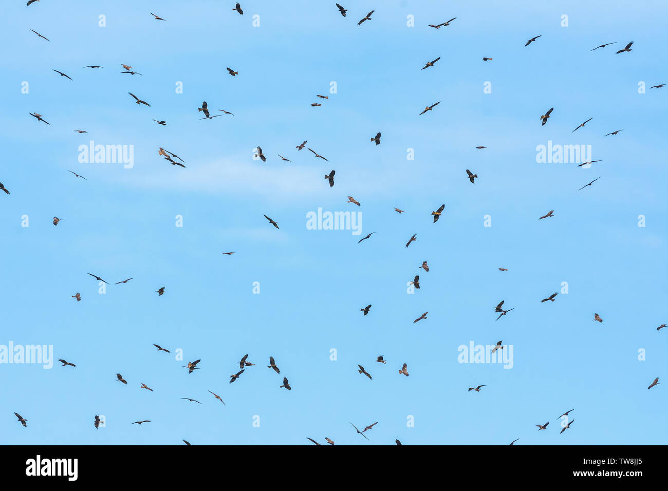 Group of greater spotted eagles flying in the sky Stock Photo - Alamy