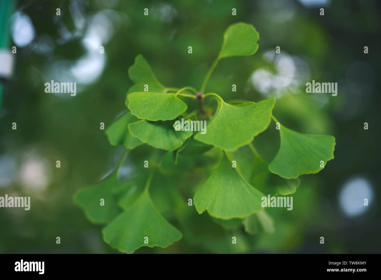 Artistic closeup of green Ginkgo leaves of the great Gingko tree at ...