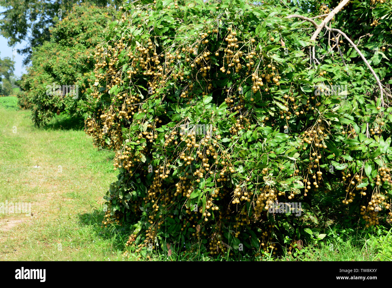 The Longan Fruit Tree - Lychee Close Relative Stock Photo - Alamy