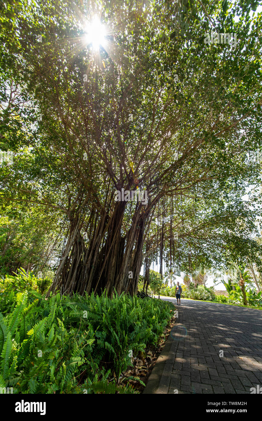 The towering trees of Mauritius Stock Photo - Alamy