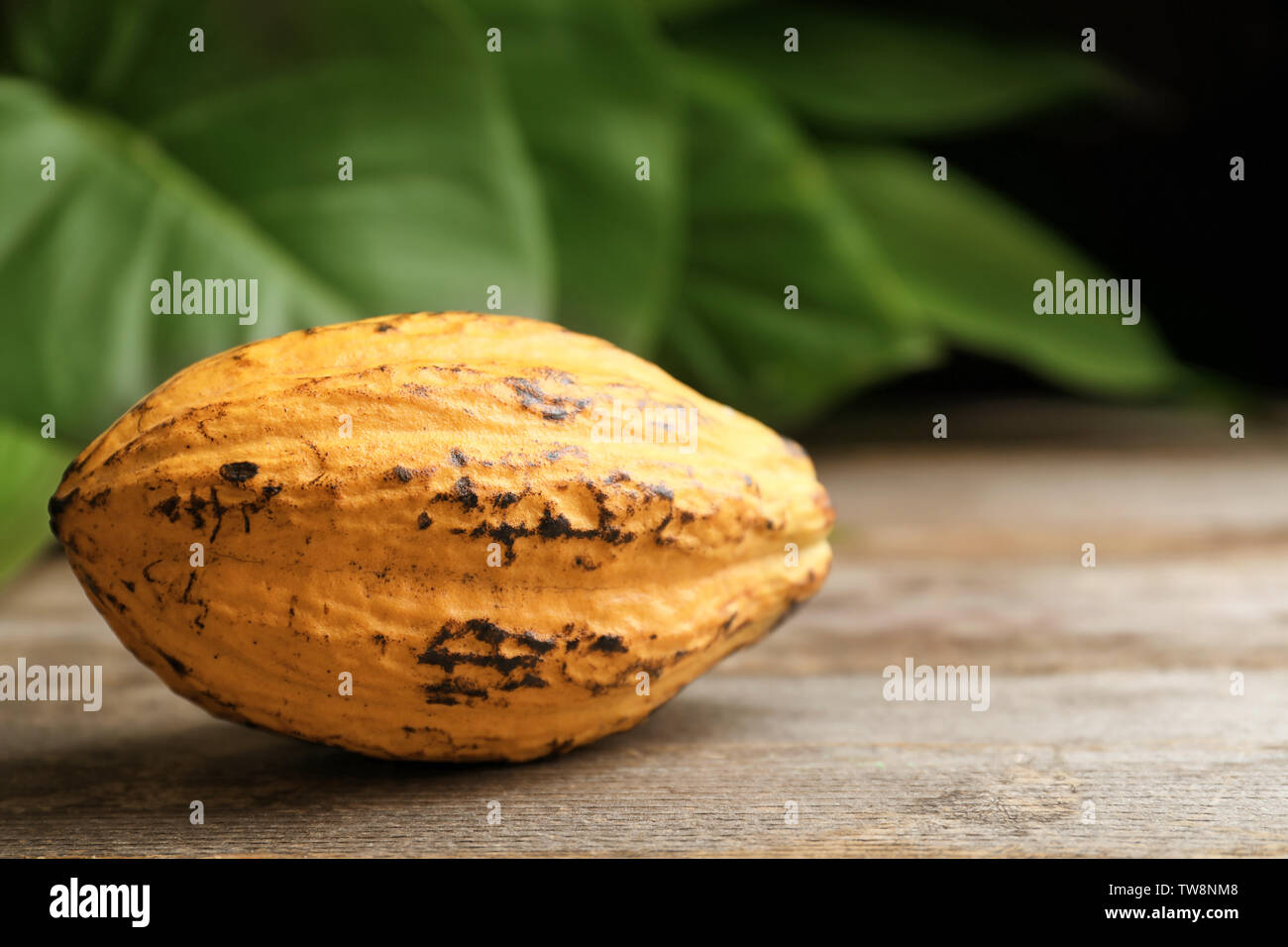 Yellow cocoa pod hi-res stock photography and images - Alamy