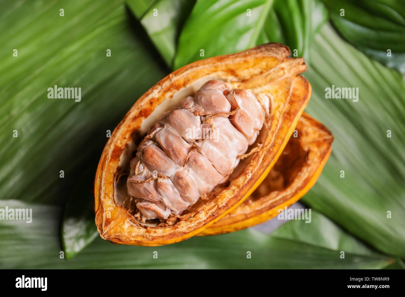 Cut cocoa pod on tropical leaves, closeup Stock Photo - Alamy