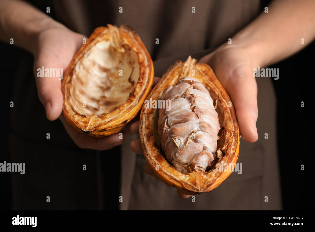 Woman holding cut cocoa pod, closeup Stock Photo - Alamy