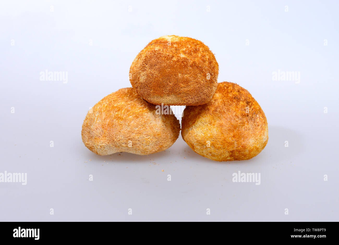 Northeast wild monkey head mushroom Stock Photo - Alamy