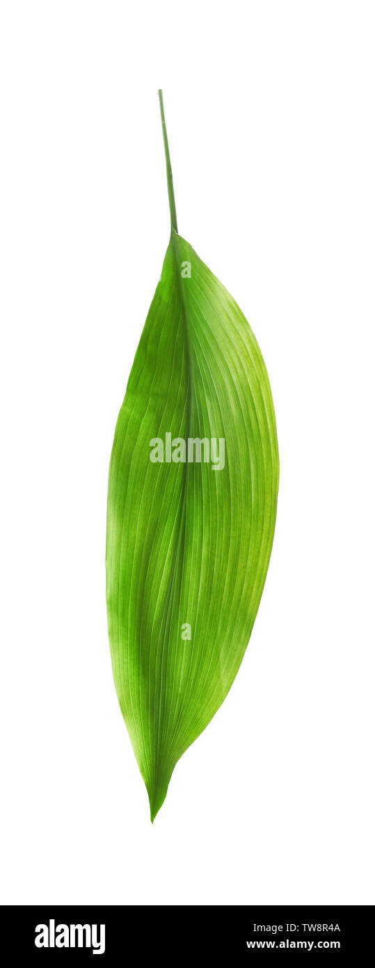 Green leaf of tropical aspidistra isolated on white Stock Photo - Alamy