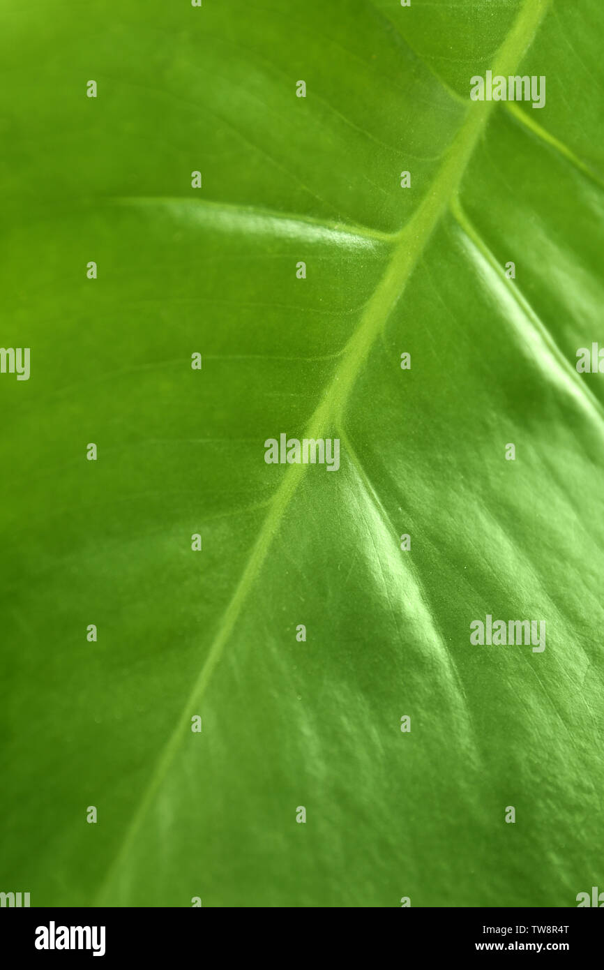 Green tropical leaf, closeup Stock Photo - Alamy