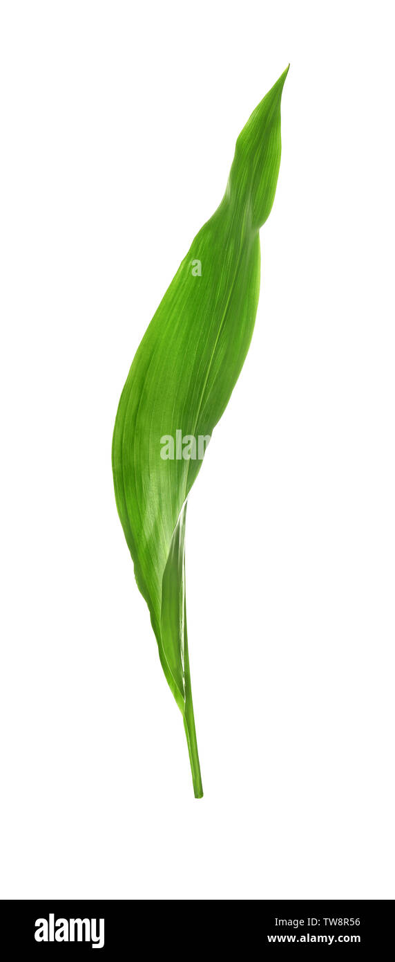 Green leaf of tropical aspidistra isolated on white Stock Photo - Alamy