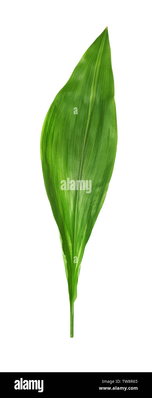 Green leaf of tropical aspidistra isolated on white Stock Photo - Alamy
