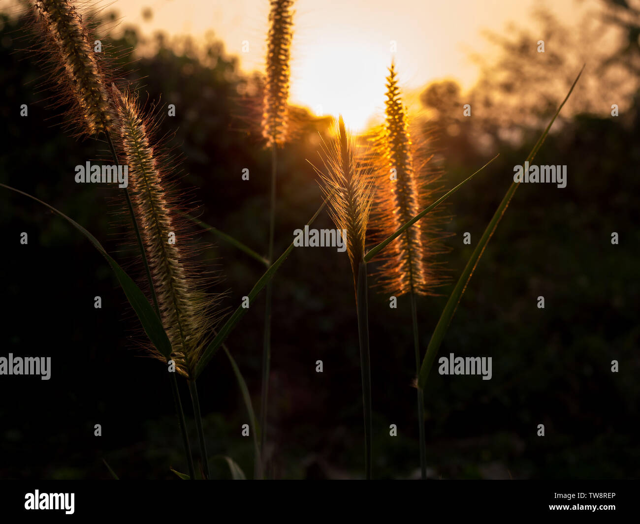 Silhouette of grass flower against the sun in evening Stock Photo - Alamy