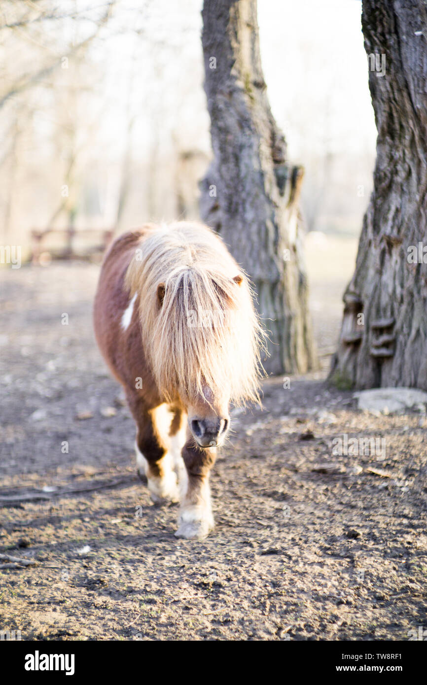Long haired pony hi-res stock photography and images - Alamy