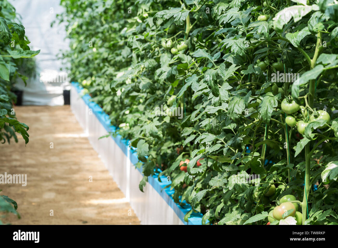 Growth and development crops berries hi-res stock photography and ...