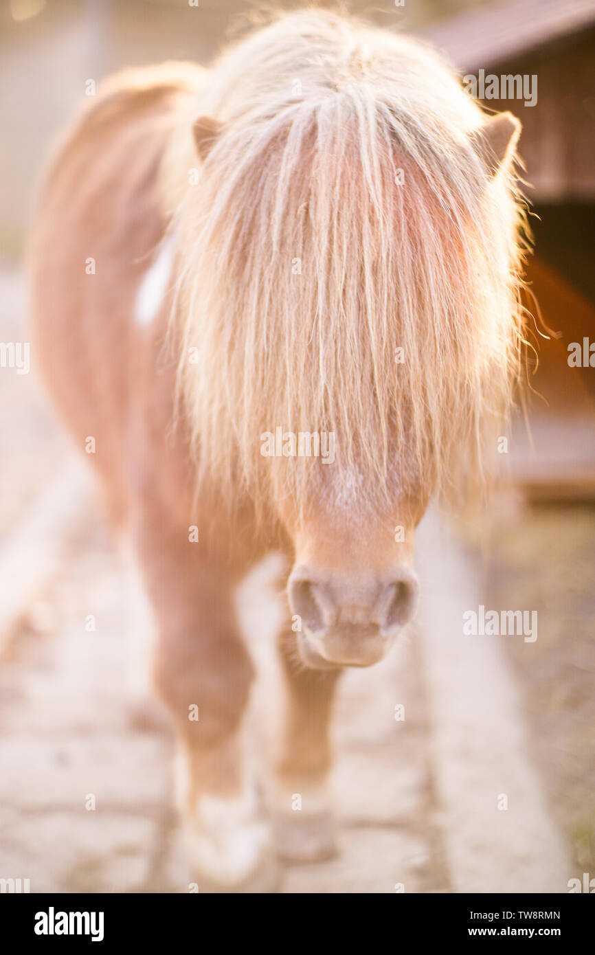 Long haired pony hi-res stock photography and images - Alamy